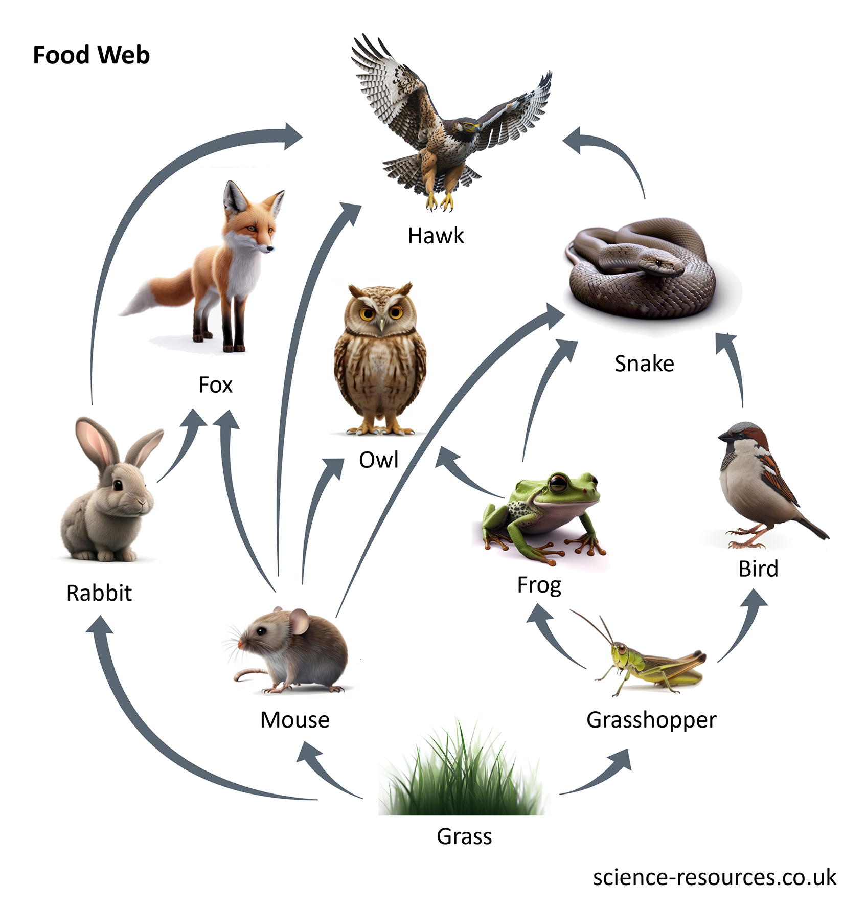 science-resources - K-12 Middle School - Food Chains